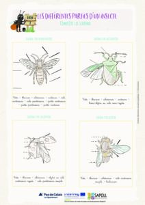 Fiche_1_les différentes parties d'un insecte