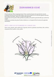 Fiche_3_Schéma anatomie de la fleur