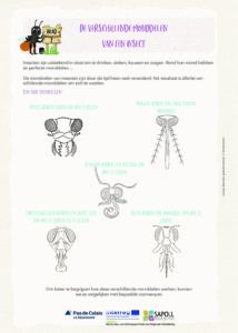 Blad_2_De verschillende monddelen van een insect